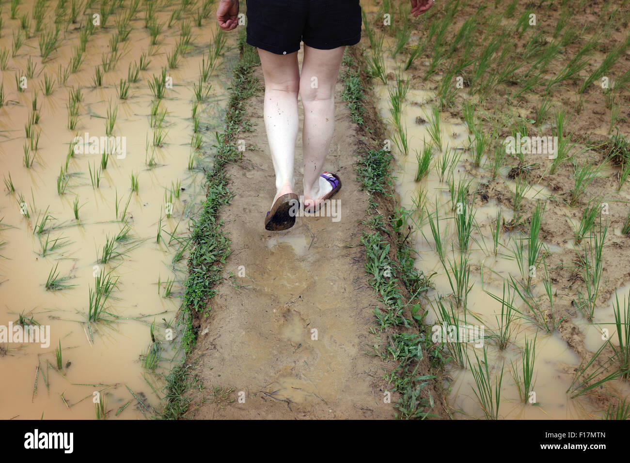 Walking muddy paddy field rice tour mud trek wet Stock Photo - Alamy
