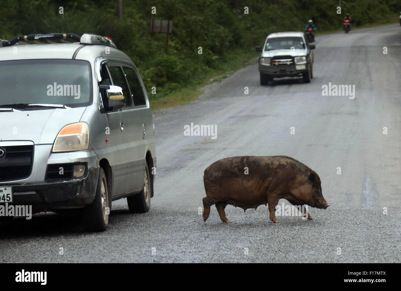Road hog hi-res stock photography and images - Alamy