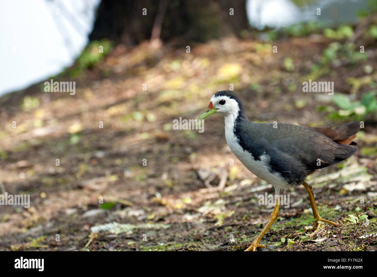 Juvenile waterhen hi-res stock photography and images - Alamy