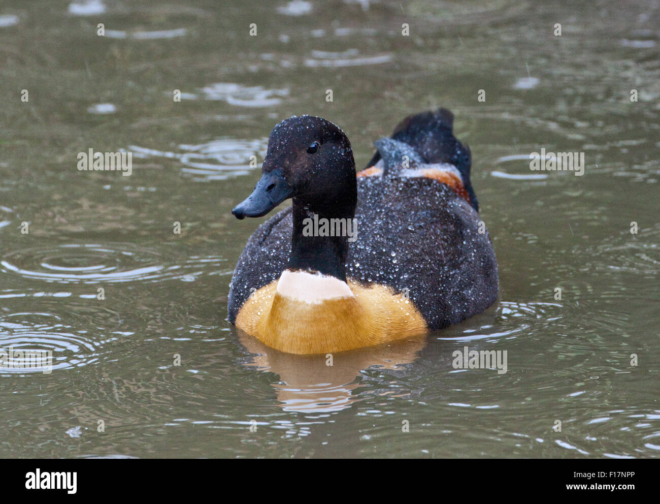 Australian Shelduck (tadorna tadornoides) male Stock Photo - Alamy