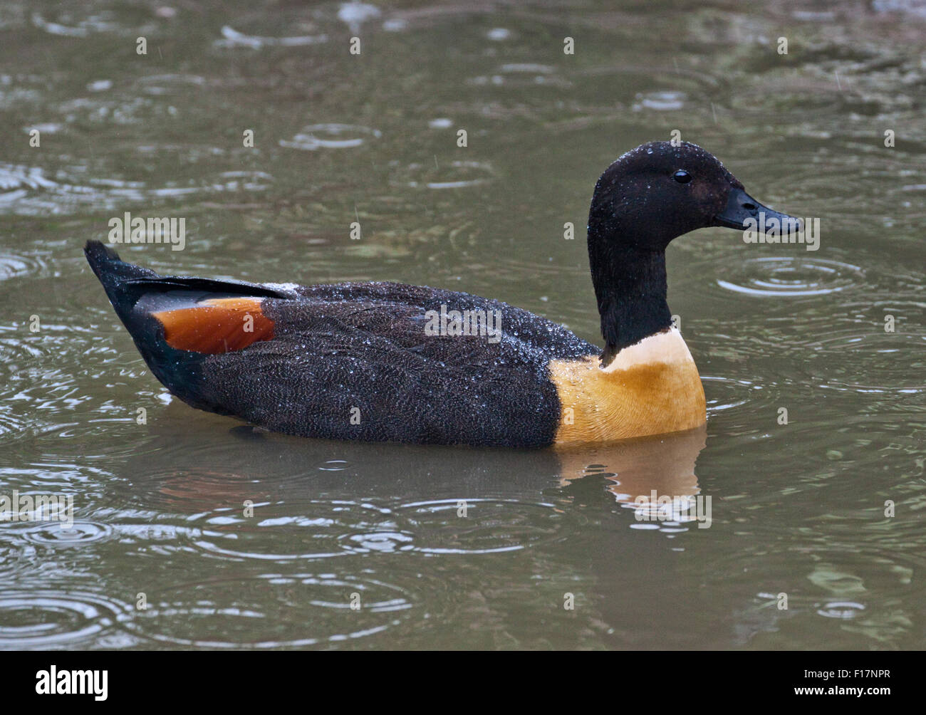 Australian Shelduck (tadorna tadornoides) male Stock Photo - Alamy