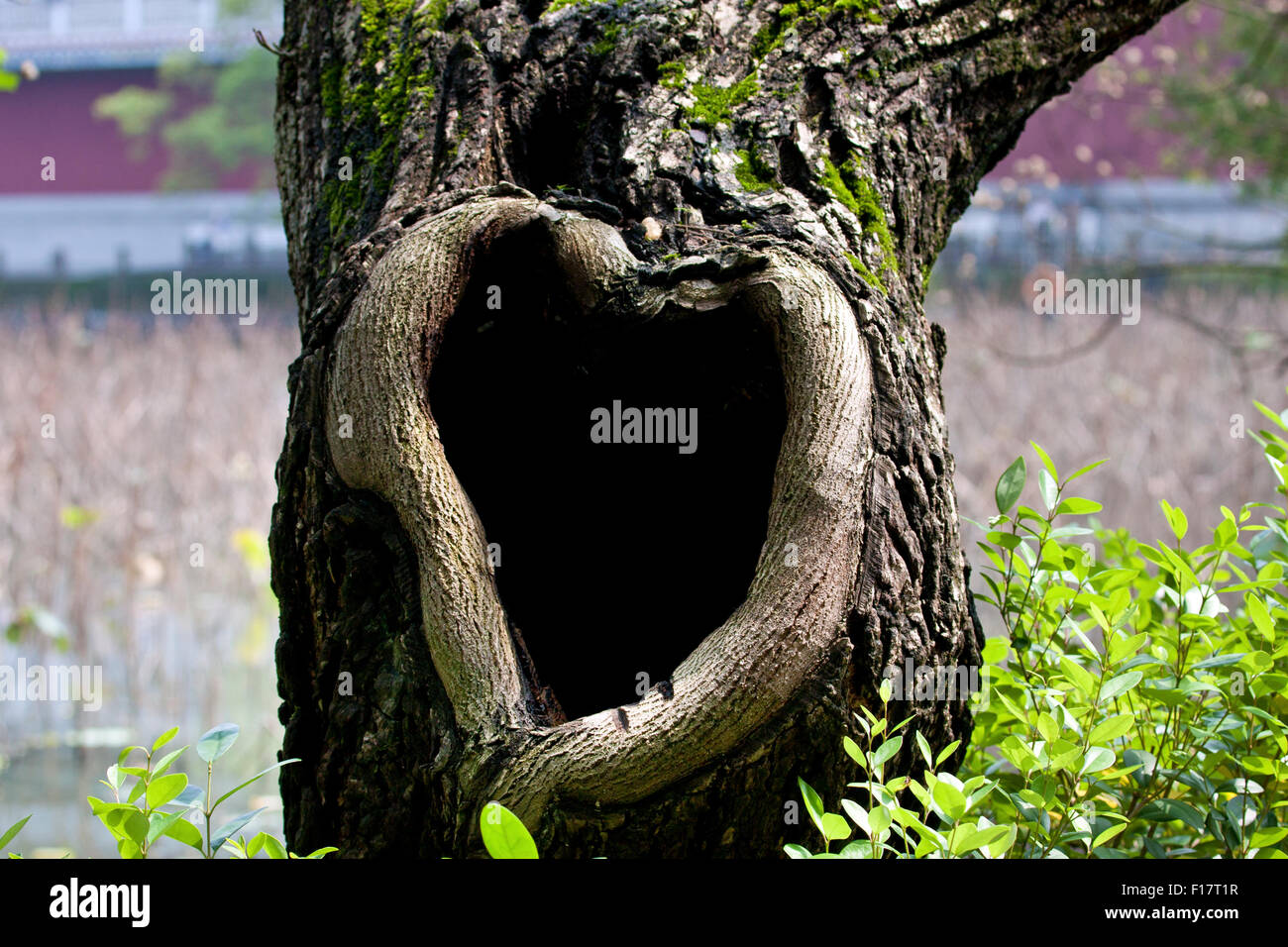 Tree cavity in forest hi-res stock photography and images - Alamy