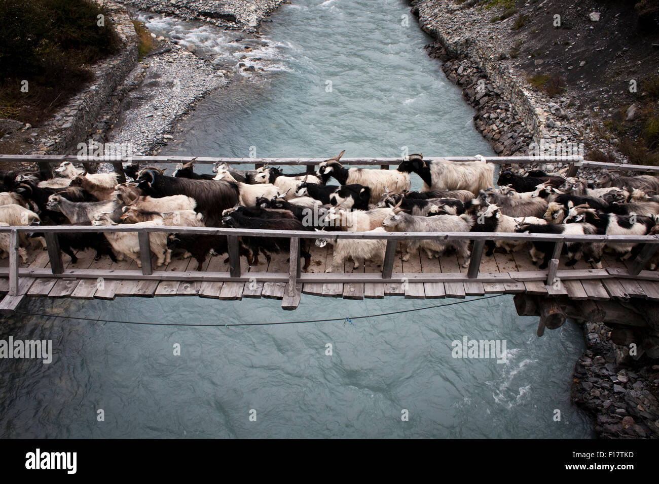 Goats on the crowded bridge Stock Photo - Alamy
