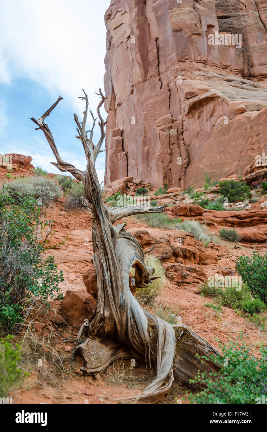 The wood from Juniper trees erodes slowly in the deserts of Utah Stock ...