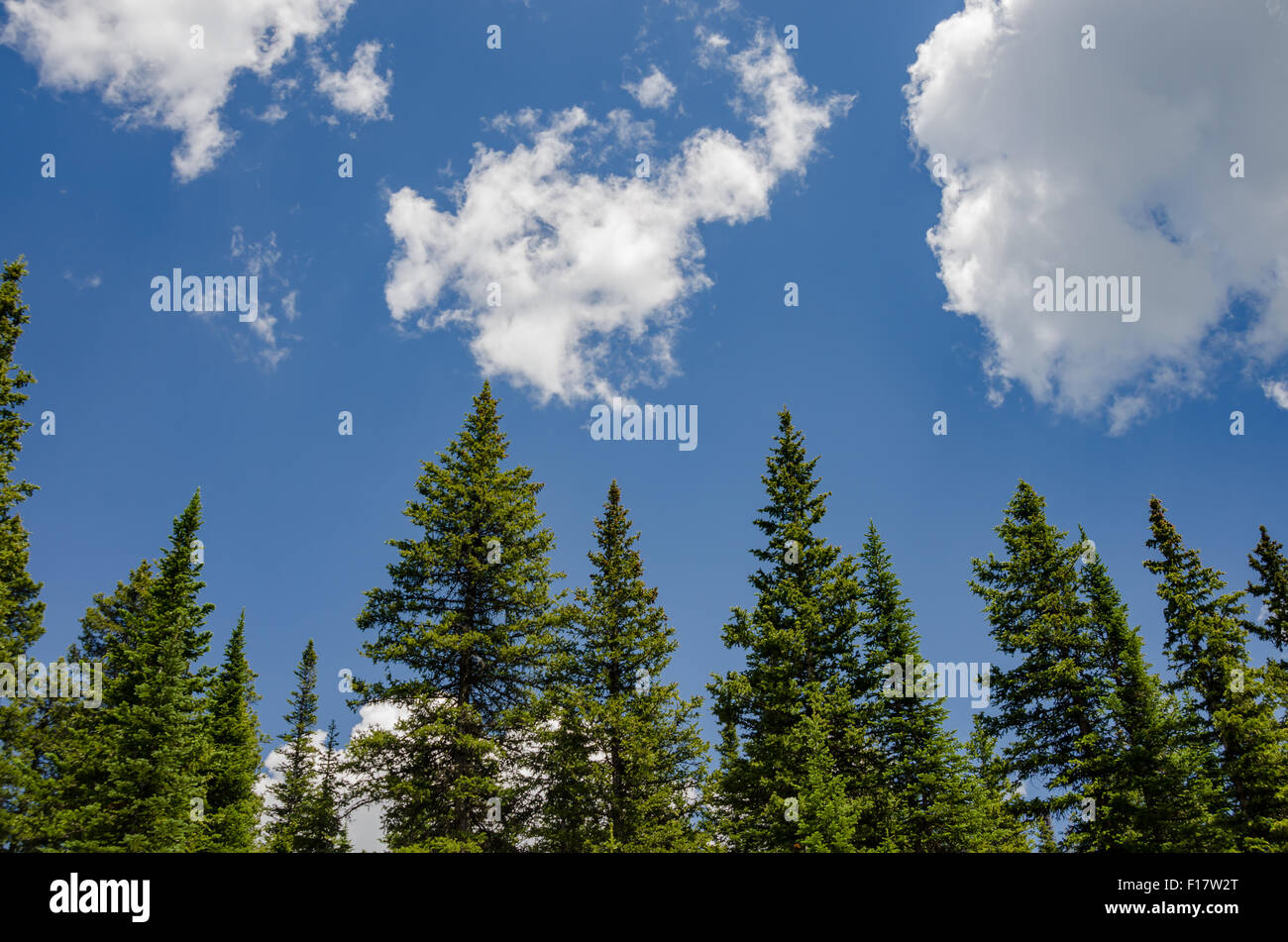 Row of pine trees hi-res stock photography and images - Alamy