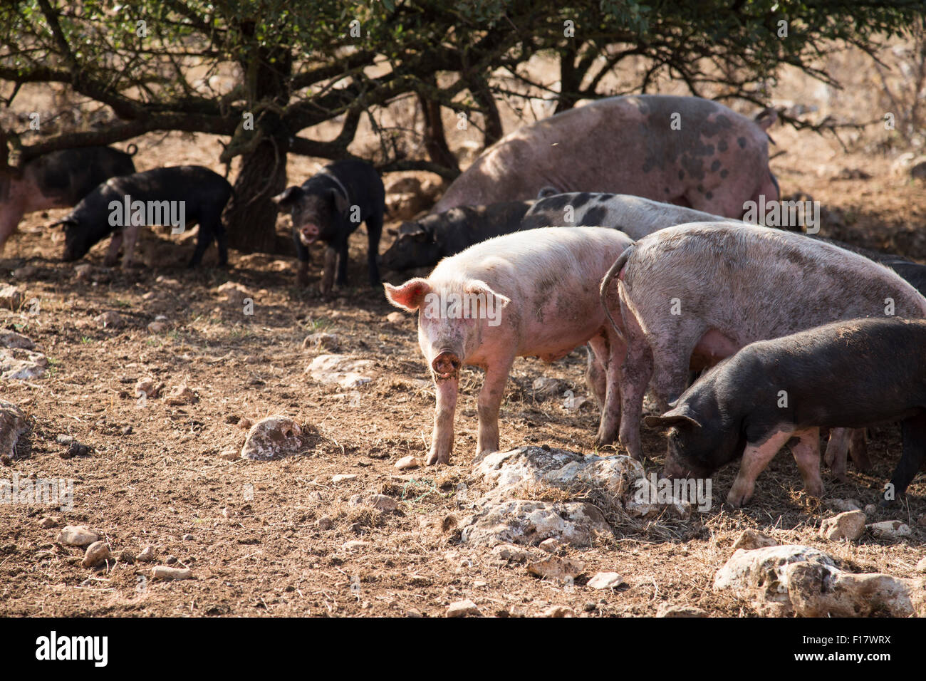 Factory farm pigs hi-res stock photography and images - Alamy
