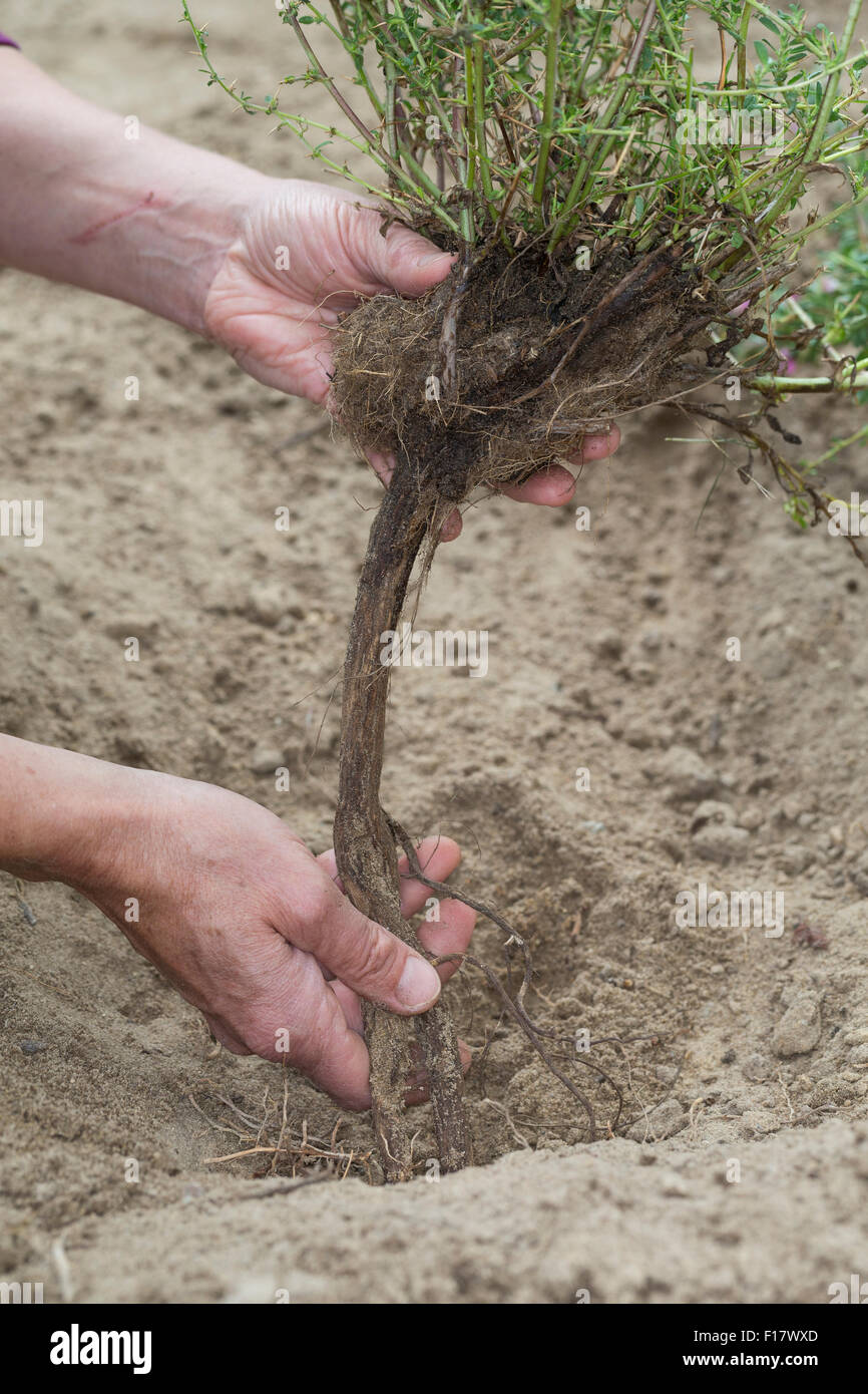 Spiny restharrow, root, Dornige Hauhechel, Dorniger Hauhechel ...