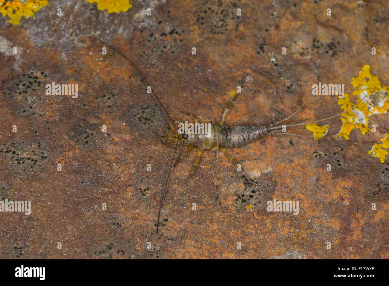 Jumping bristletail, Küsten-Felsenspringer, Petrobius brevistylis ...