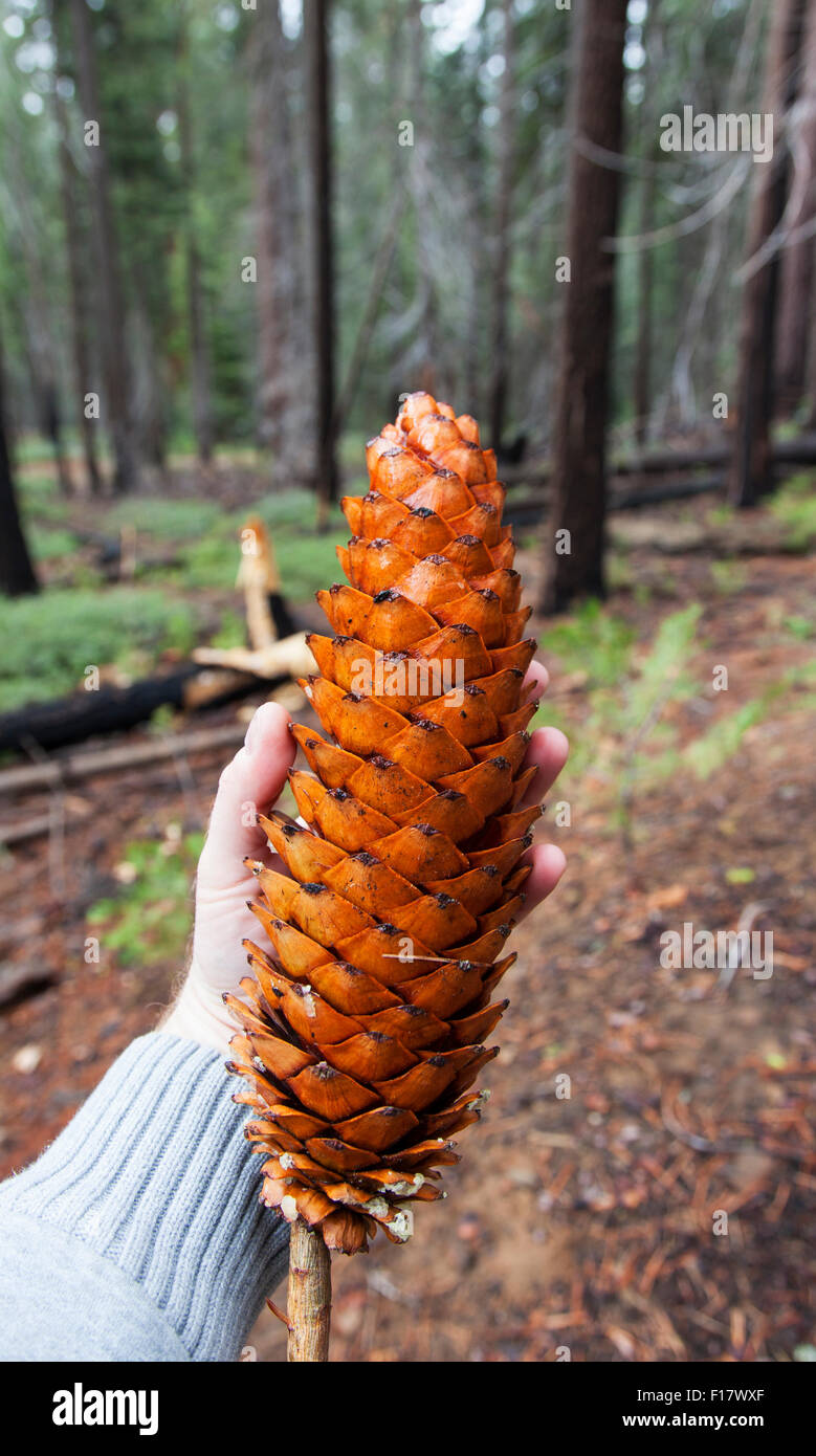 Giant sequoia cone hi-res stock photography and images - Alamy