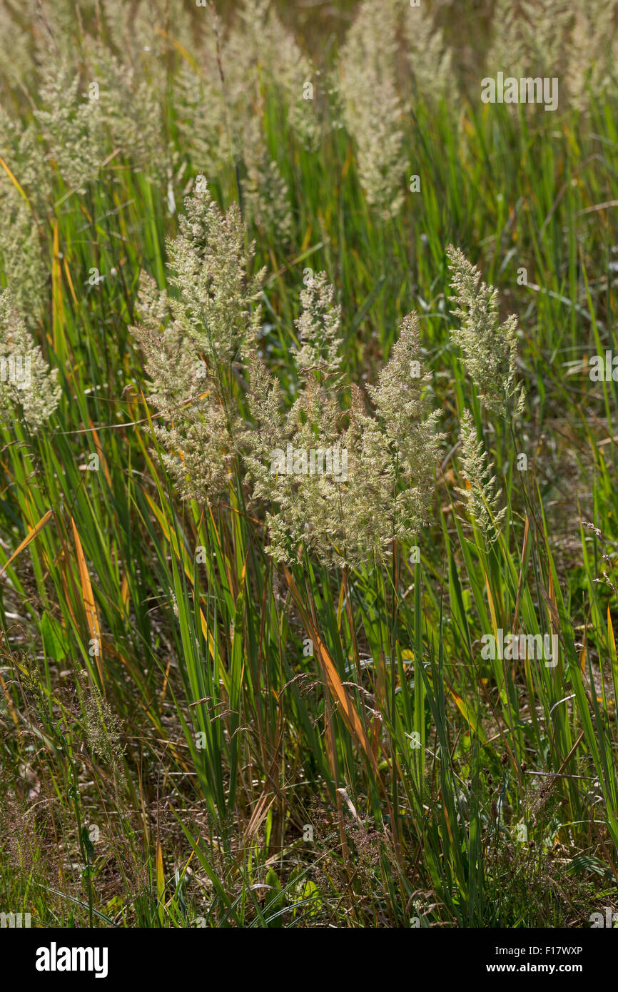 Wood small-reed, bushgrass, Land-Reitgras, Landreitgras, Sand-Reitgras ...