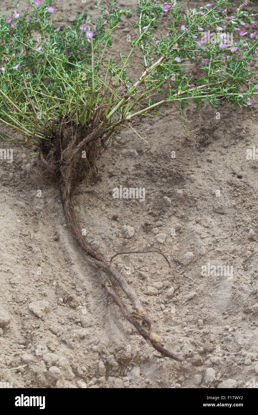 Spiny restharrow, root, Dornige Hauhechel, Dorniger Hauhechel ...