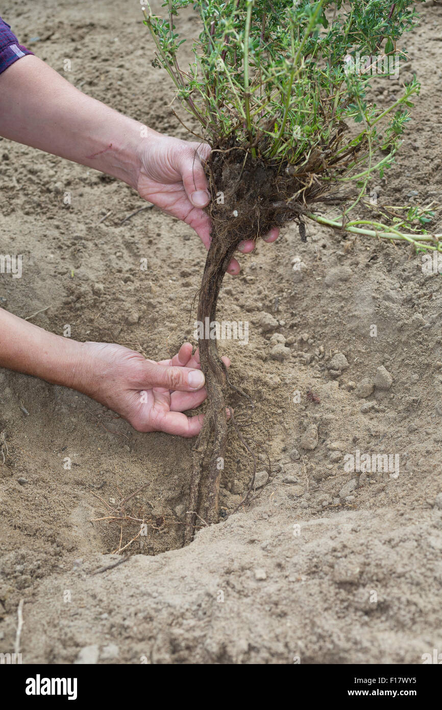 Restharrow root hi-res stock photography and images - Alamy