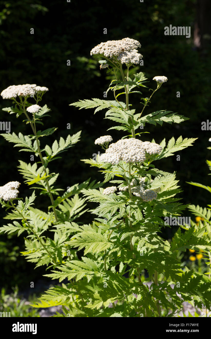 White flowered tansy hi-res stock photography and images - Alamy