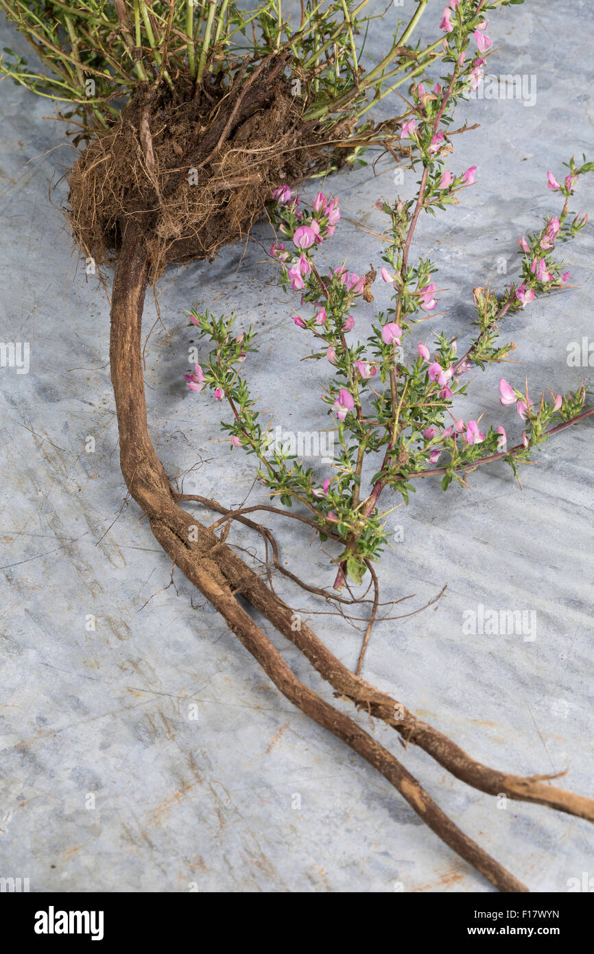 Spiny restharrow, root, Dornige Hauhechel, Dorniger Hauhechel ...