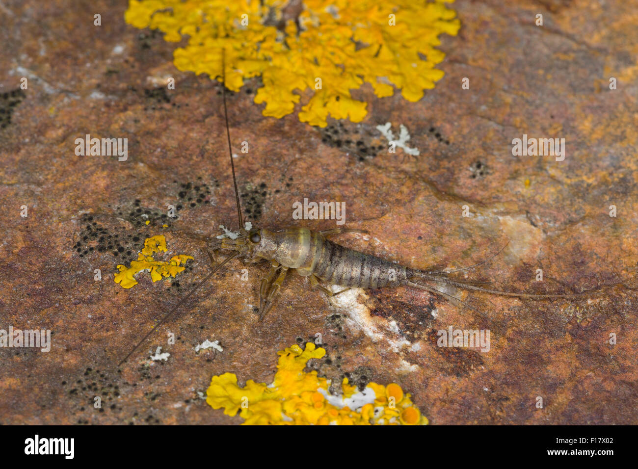 Jumping bristletail hi-res stock photography and images - Alamy