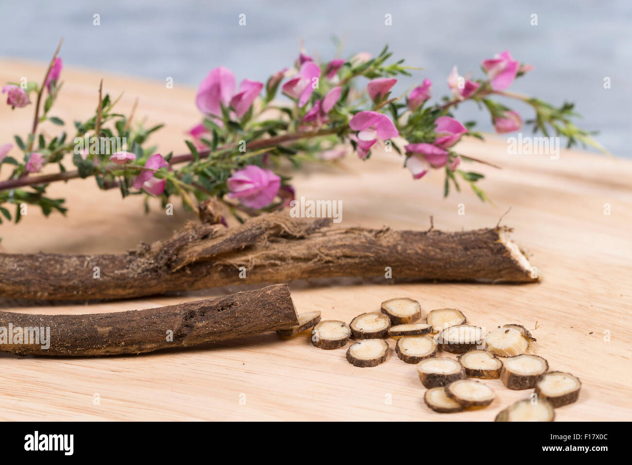 Spiny restharrow, root, Dornige Hauhechel, Dorniger Hauhechel ...