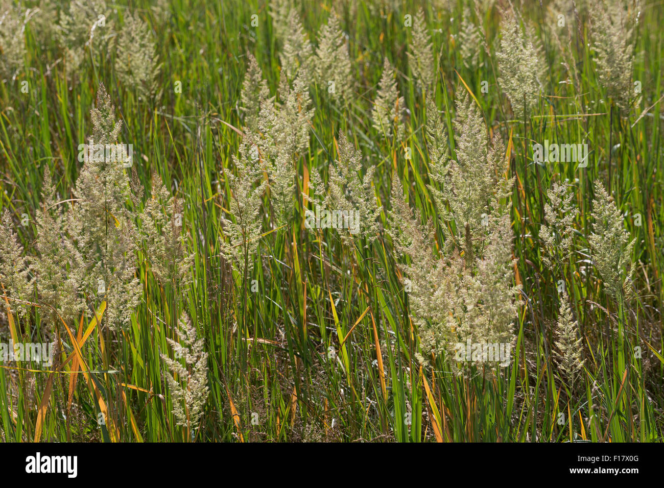 Wood small-reed, bushgrass, Land-Reitgras, Landreitgras, Sand-Reitgras ...