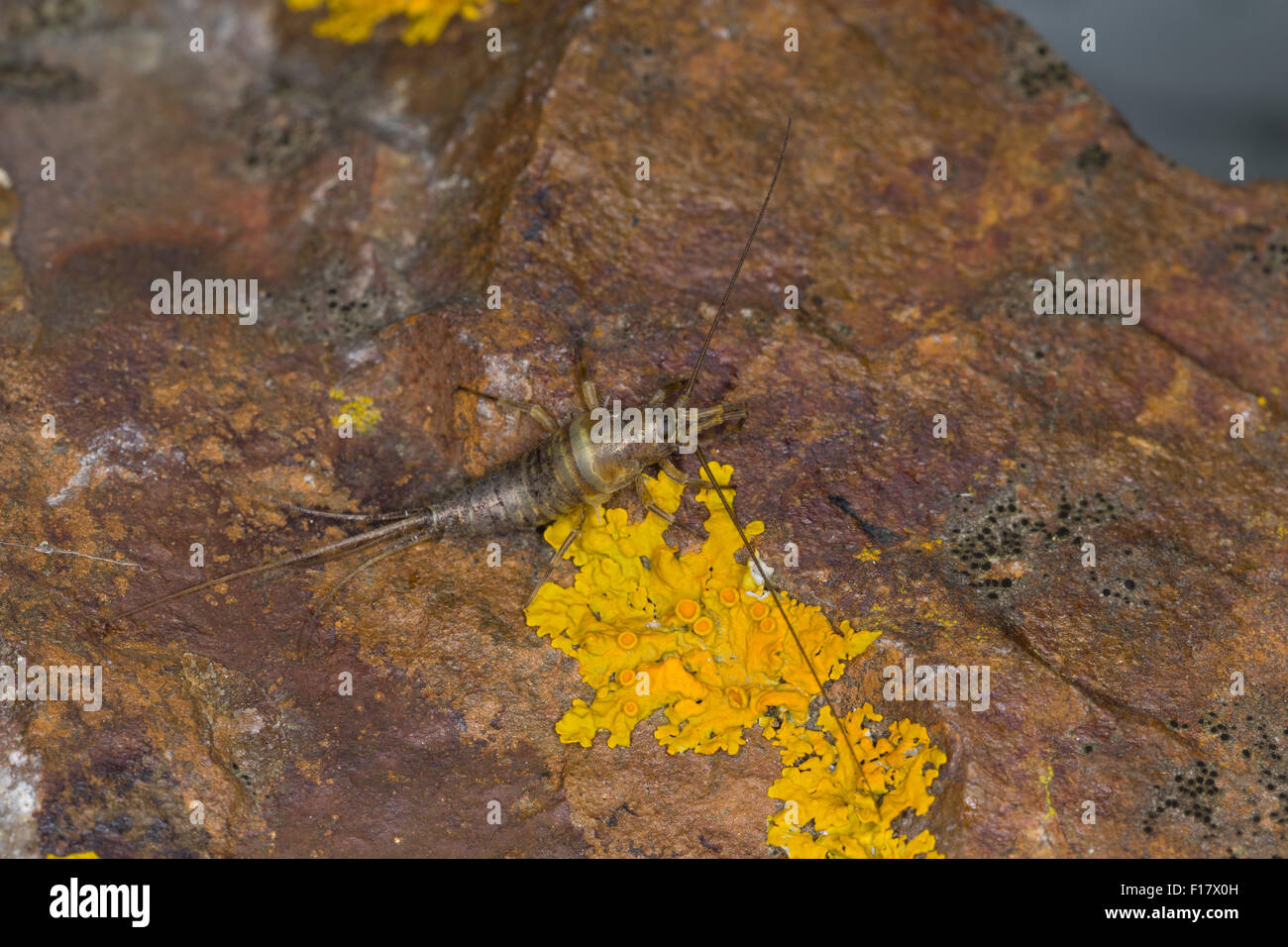 Jumping bristletail, Küsten-Felsenspringer, Petrobius brevistylis ...
