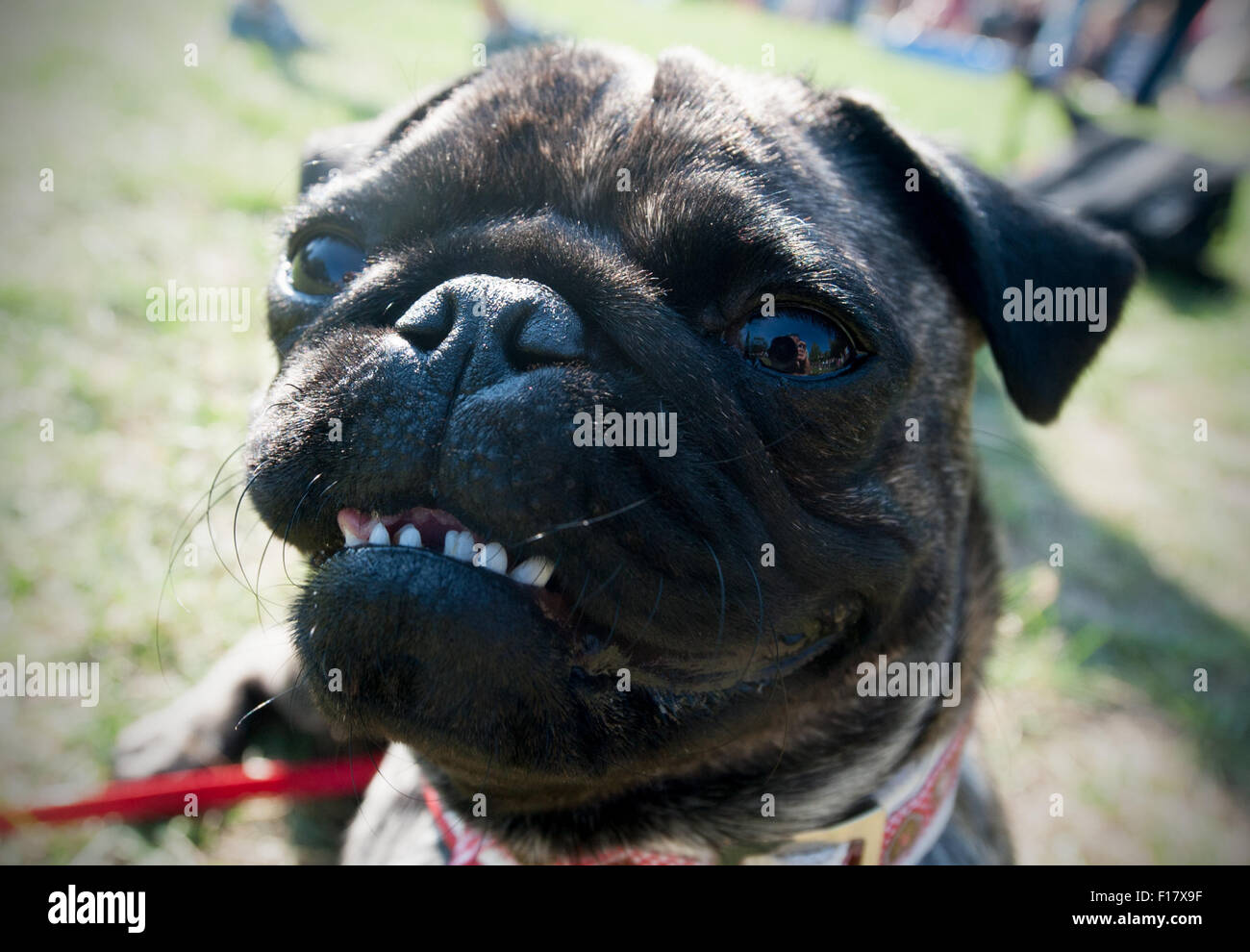 Berlin, Germany. 29th Aug, 2015. A pugs poses for the camera at the ...