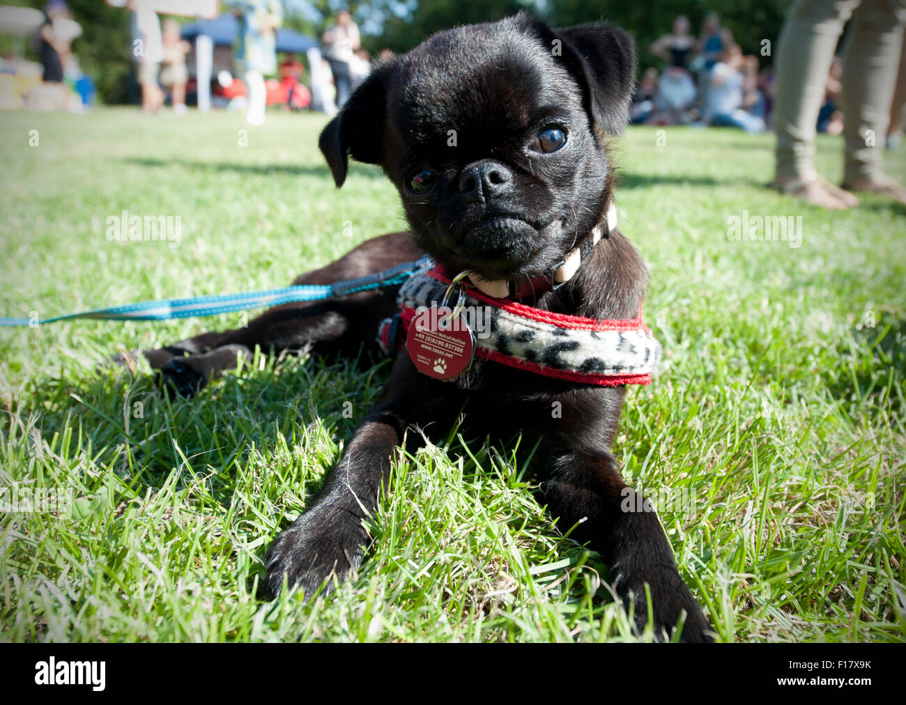 Berlin, Germany. 29th Aug, 2015. A pugs poses for the camera at the ...