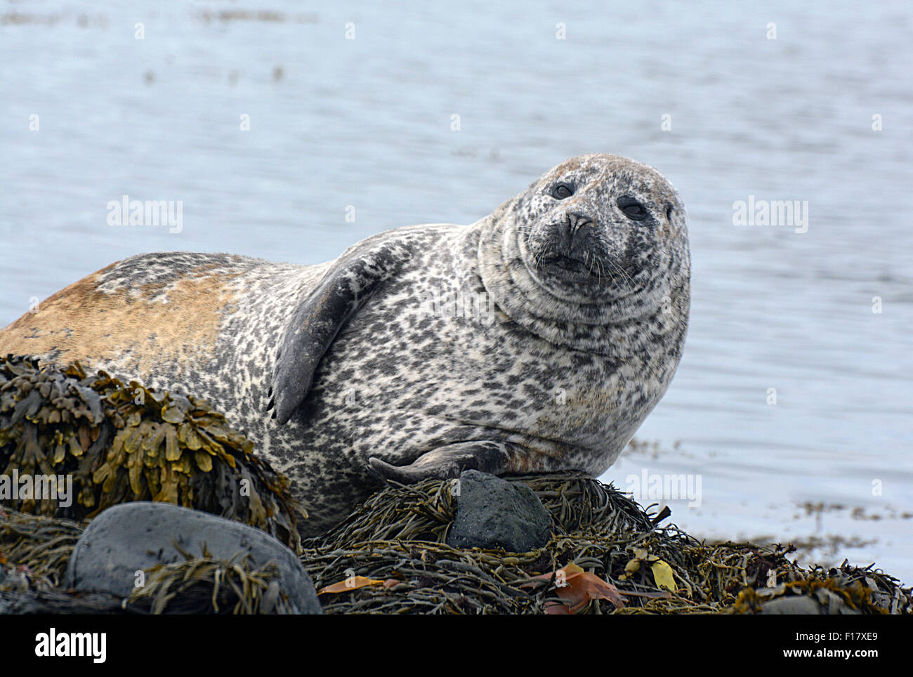 Close up spotted seal hi-res stock photography and images - Alamy