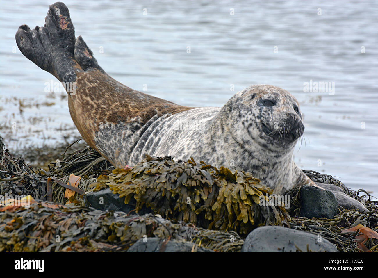 Spotted harbour seal Iceland Collection Stock Photo - Alamy
