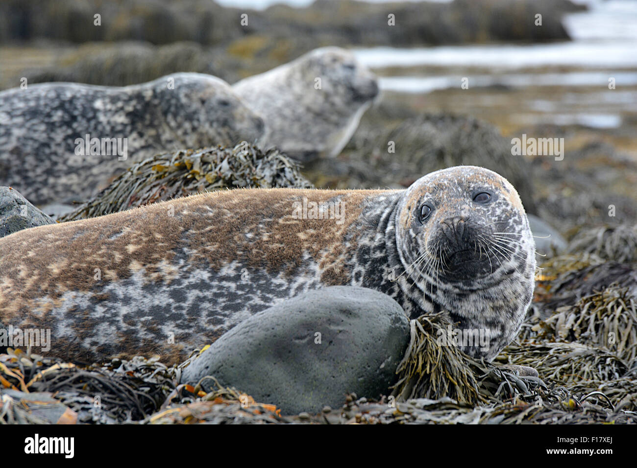 Spotted harbour seal Iceland Collection Stock Photo - Alamy