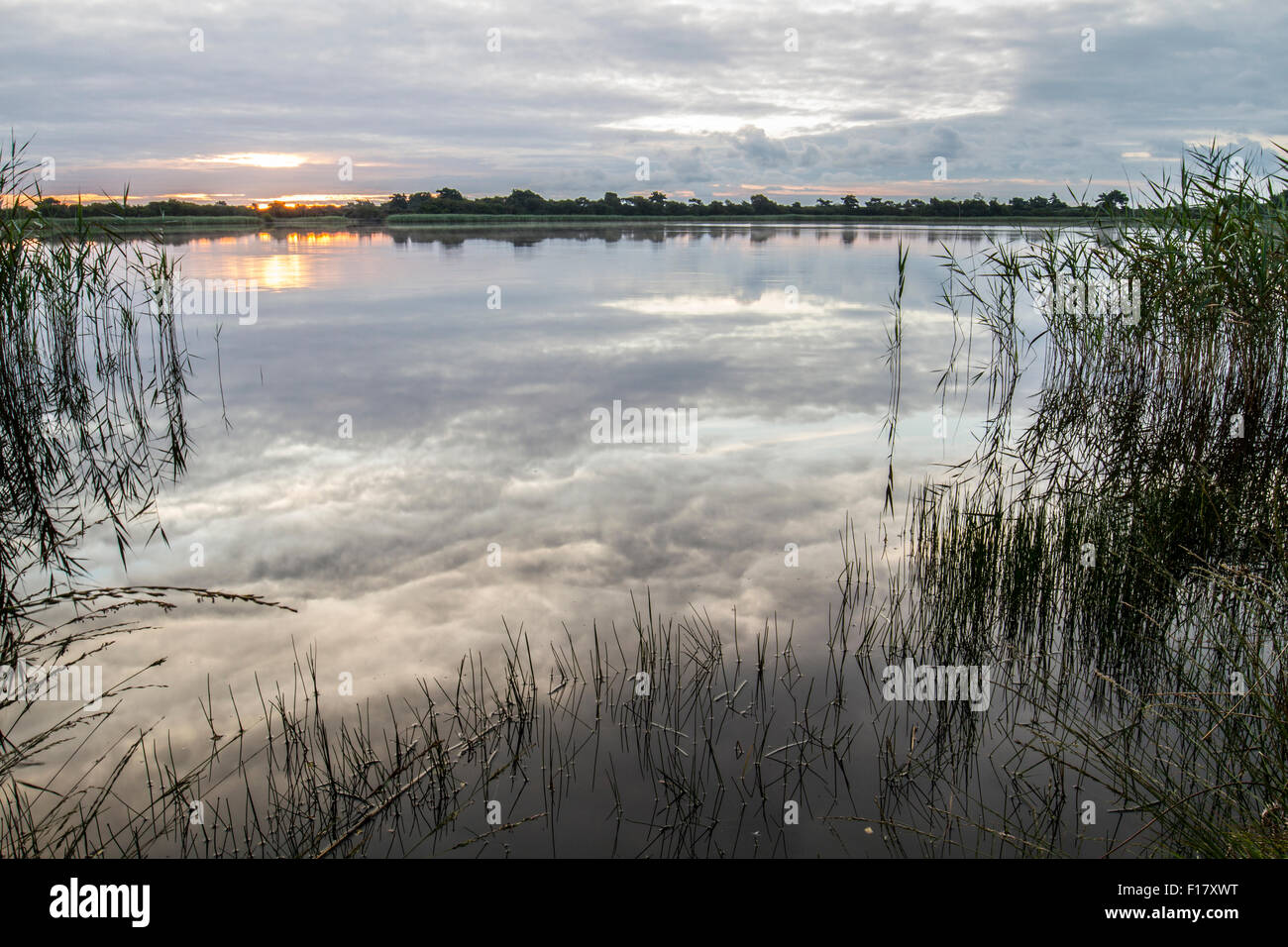 lake and marshes at dawn with cloud reflections in water Stock Photo ...