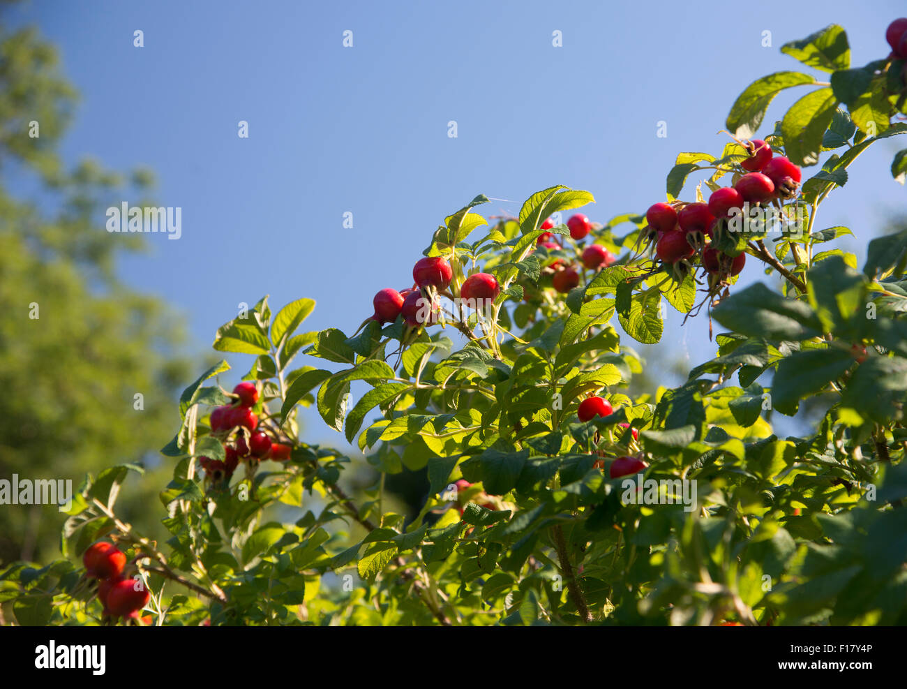 Rose hips growing in an English country garden Stock Photo - Alamy