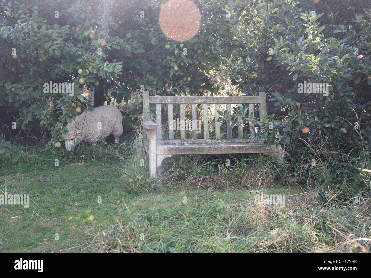 old bench in an apple orchard Stock Photo - Alamy