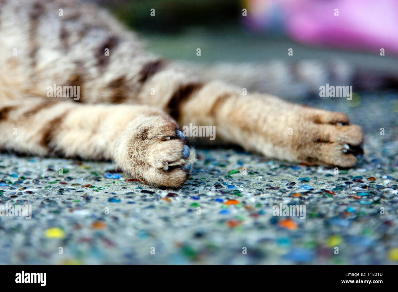 Cats paw pads hi-res stock photography and images - Alamy