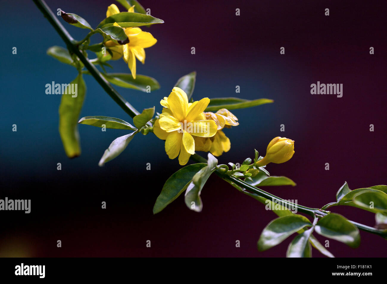 Tropical and subtropical habitat hi-res stock photography and images ...