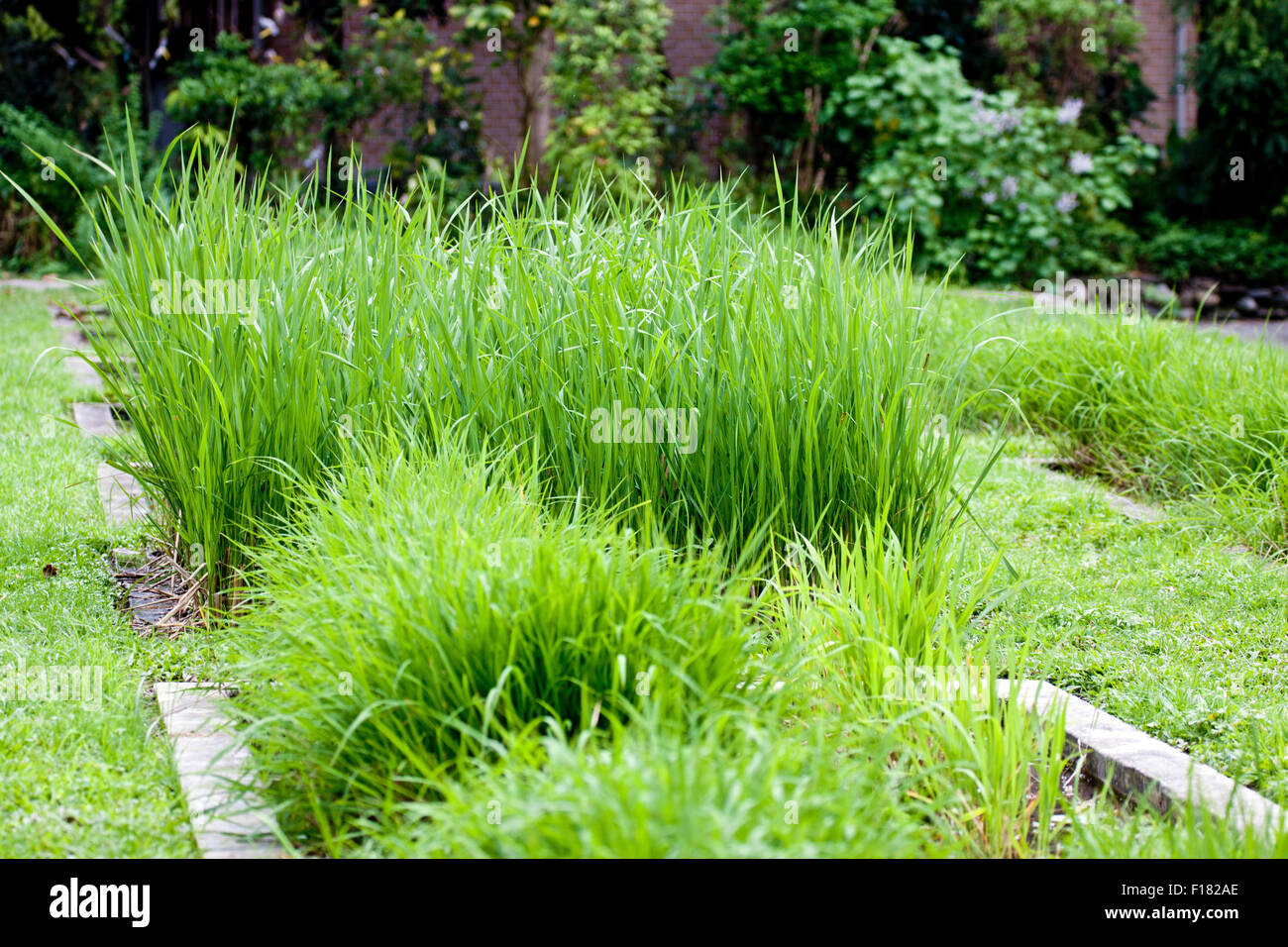 Paddy rice crop hi-res stock photography and images - Alamy