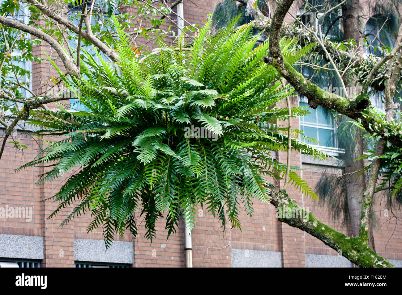 plant on tree Stock Photo - Alamy