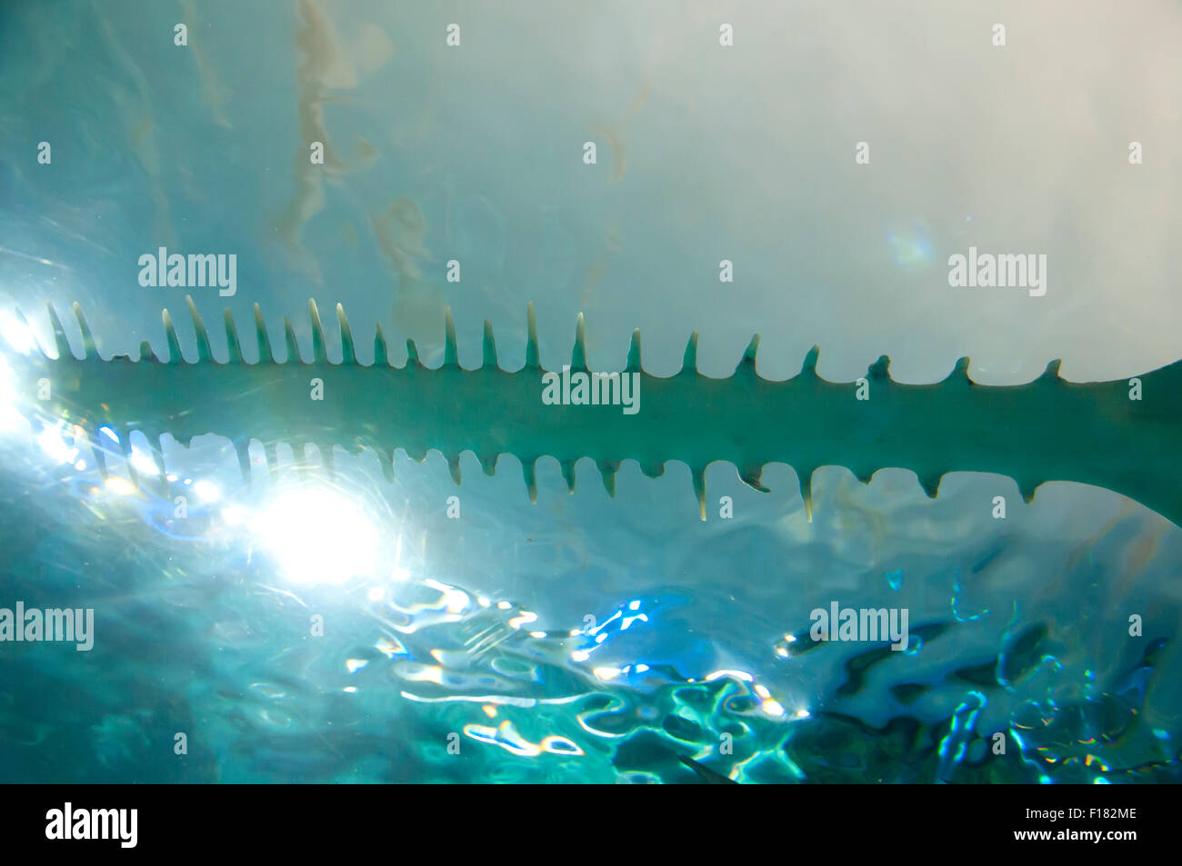 Saw of Sawfish in Aquarium Stock Photo - Alamy