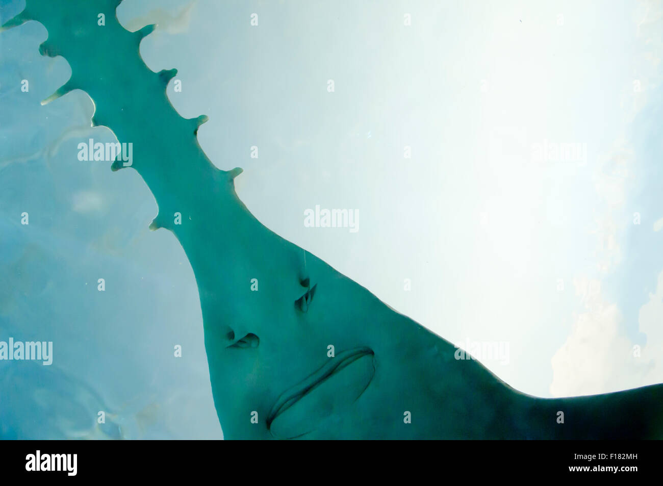 Saw of Sawfish in Aquarium Stock Photo - Alamy