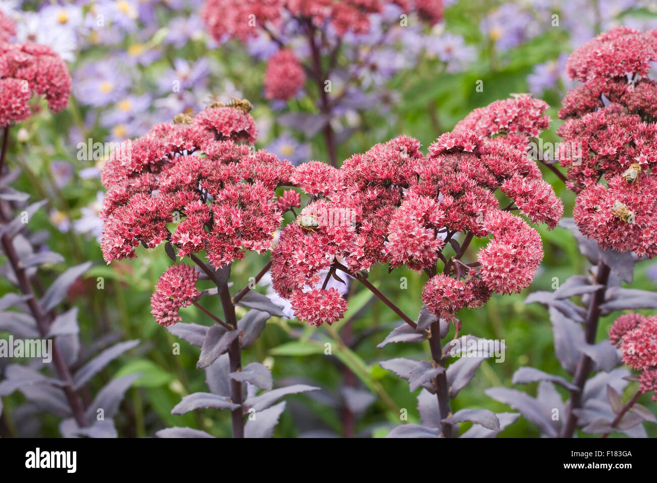 Karfunkelstein hi-res stock photography and images - Alamy