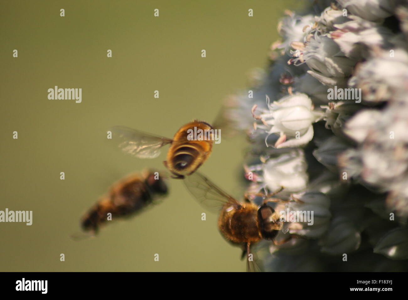 Busy bees hi-res stock photography and images - Alamy