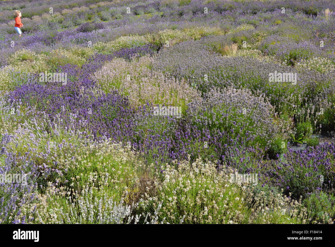 Little girl running through the lavender fields at Yorkshire Lavender ...