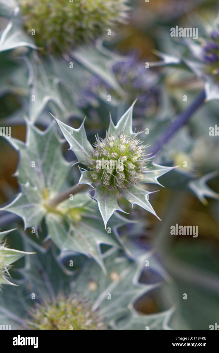 Flowers from Sand Dunes Stock Photo - Alamy