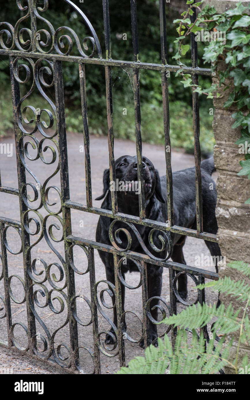 Barking Dog Gate High Resolution Stock Photography and Images - Alamy