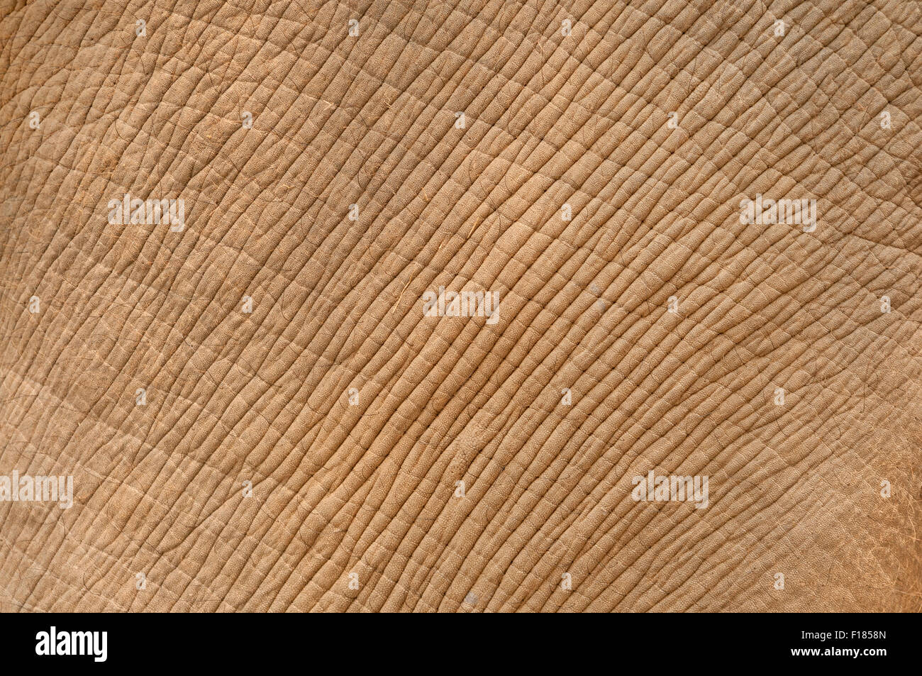 Elephant skin texture hi-res stock photography and images - Alamy