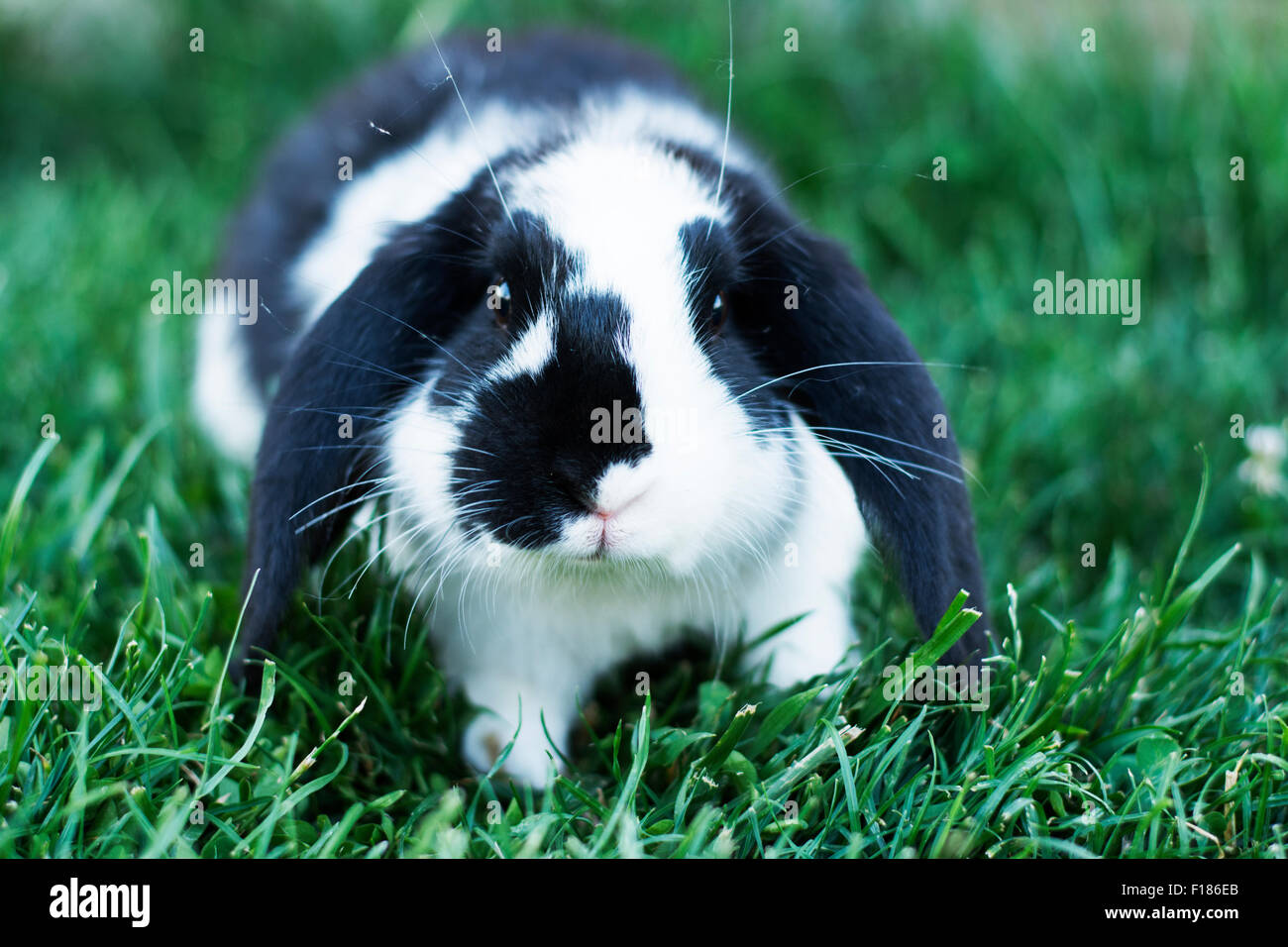 Black and white rabbit hi-res stock photography and images - Alamy