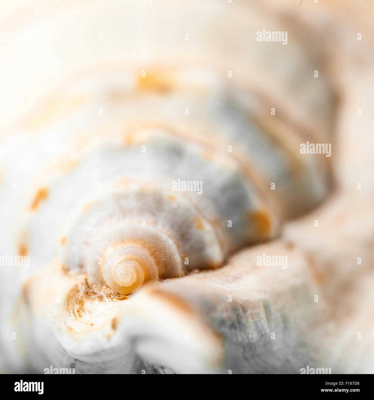 Starshell hi-res stock photography and images - Alamy