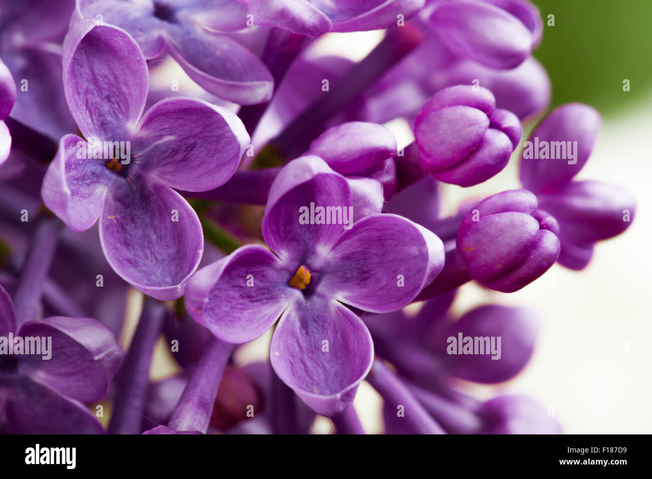 Macro image of spring lilac violet flowers Stock Photo - Alamy