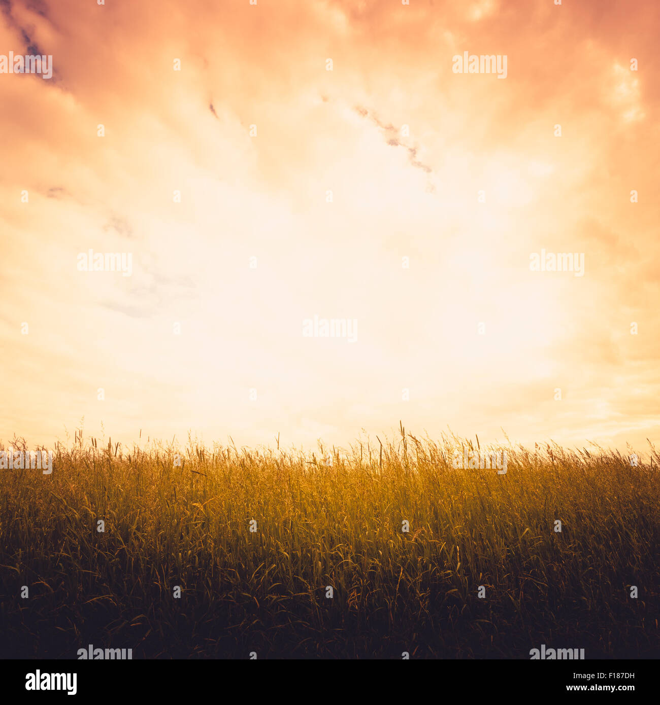 Fantastic field at the dramatic overcast sky Stock Photo - Alamy