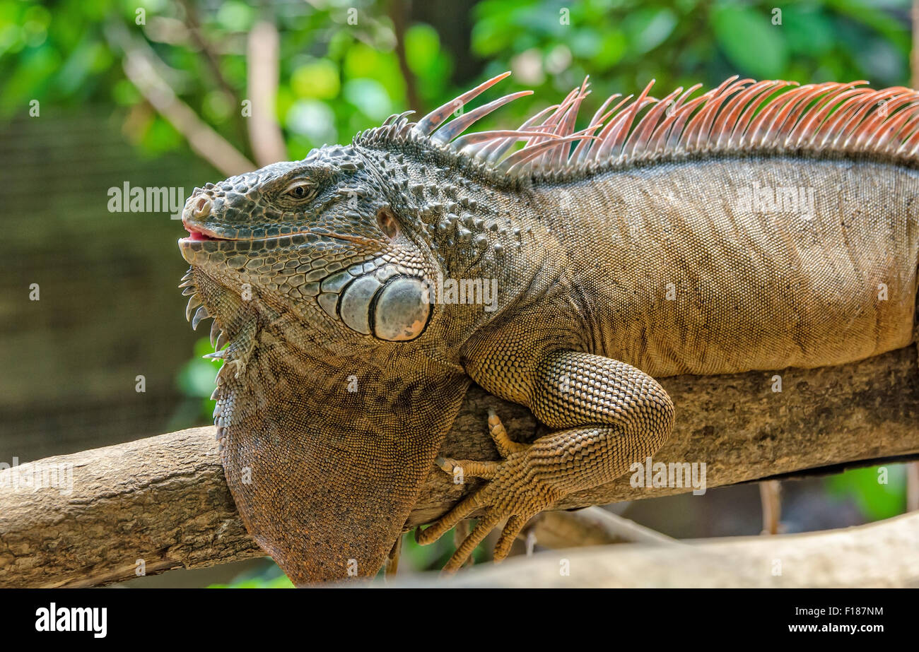 Close-up of an Iguana Stock Photo - Alamy