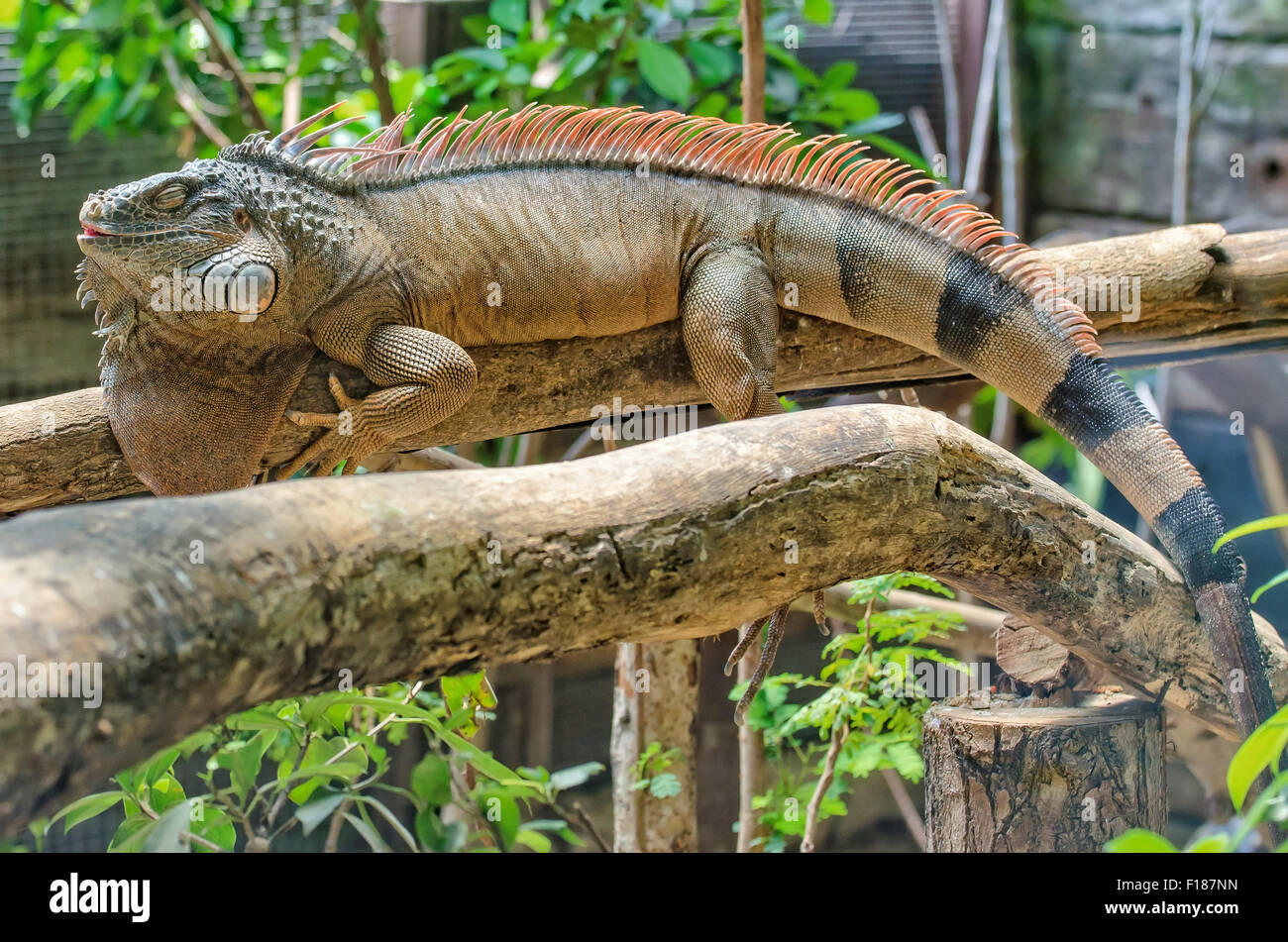 Close-up of an Iguana Stock Photo - Alamy