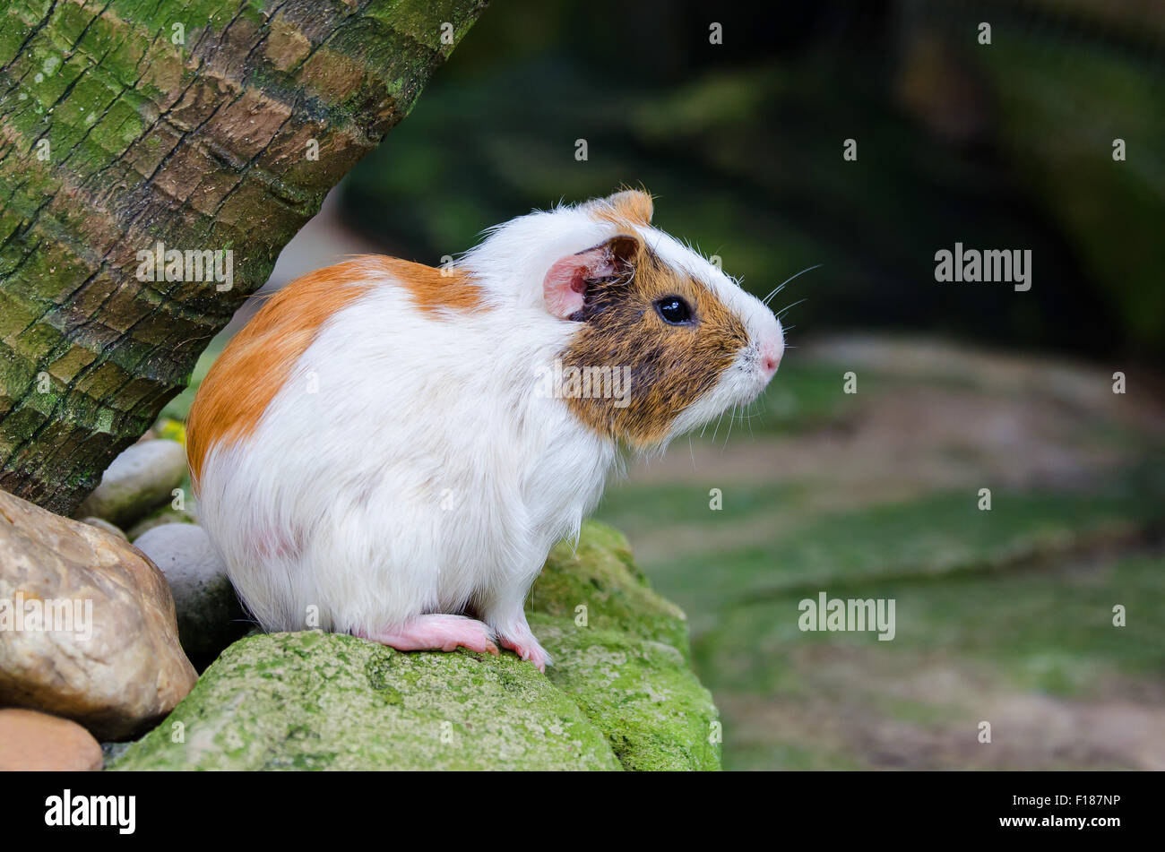 Guinea pig standing on the stone Stock Photo - Alamy