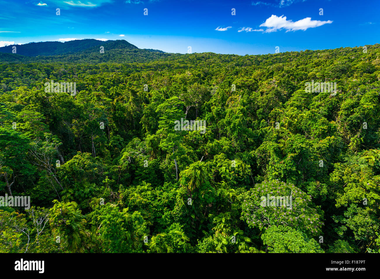 Rain forest from air near Kuranda, North Queensland, Australia Stock ...